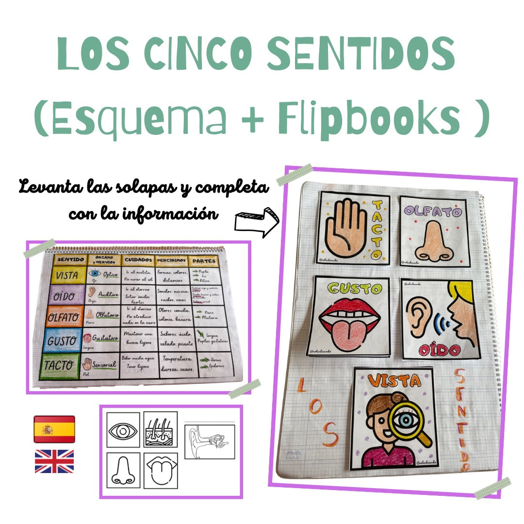 🟢 FLIPBOOK LOS 5 SENTIDOS 🟢 Inglés 🇬🇧y Español 🇪🇸 Cuadernillo Coleidea ...